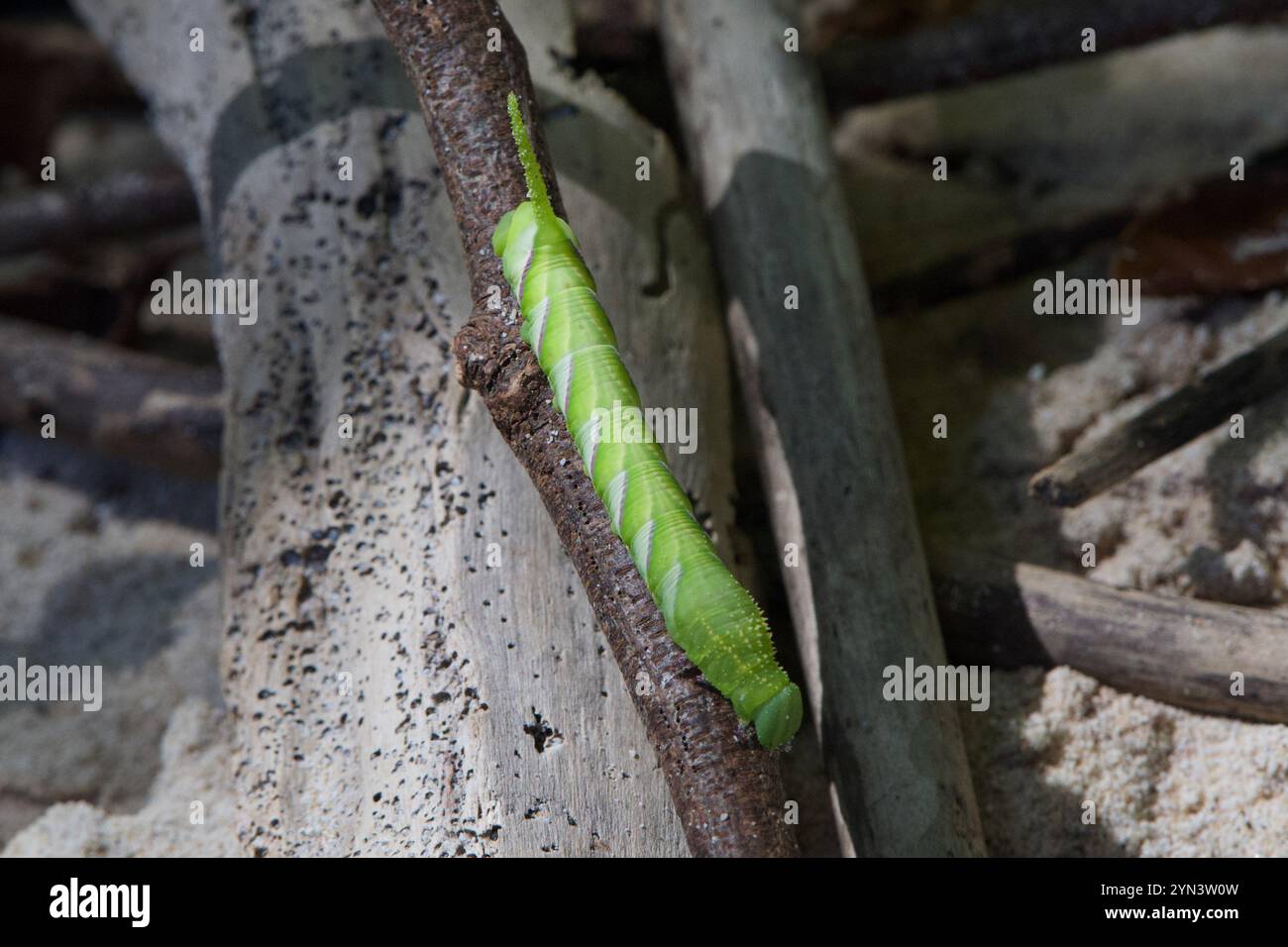 Rustic Sphinx (Manduca rustica Stock Photo - Alamy