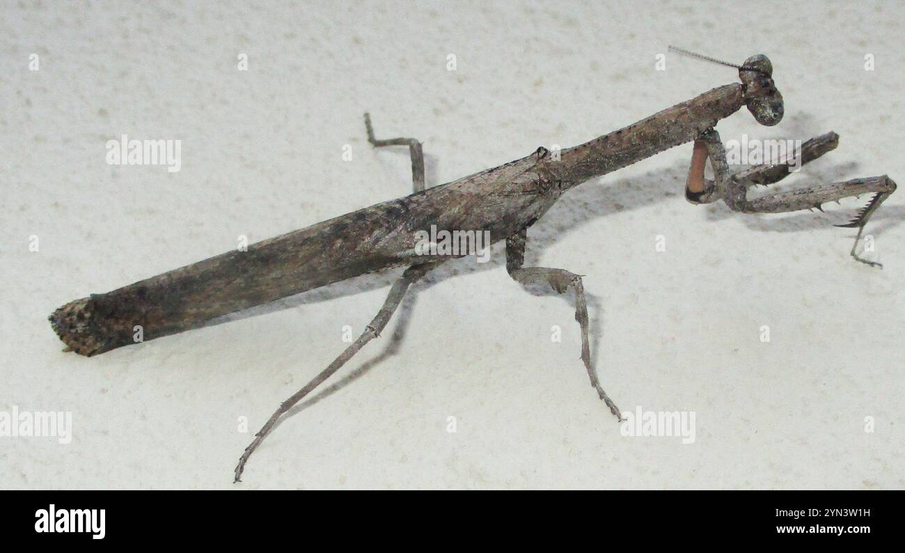 African stick mantis hi-res stock photography and images - Alamy