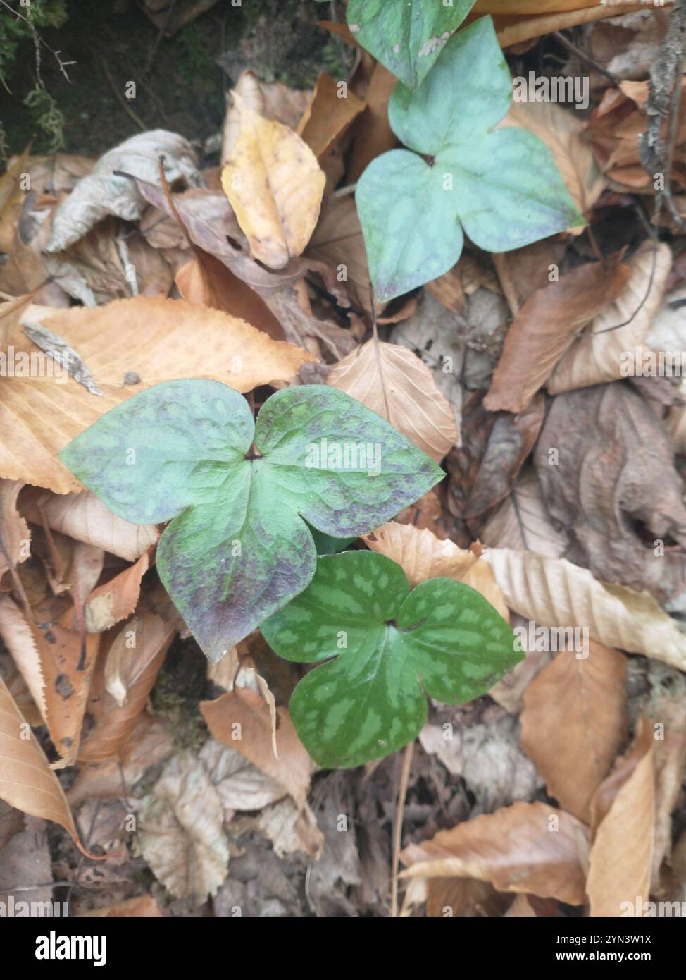 sharp-lobed hepatica (Hepatica acutiloba Stock Photo - Alamy