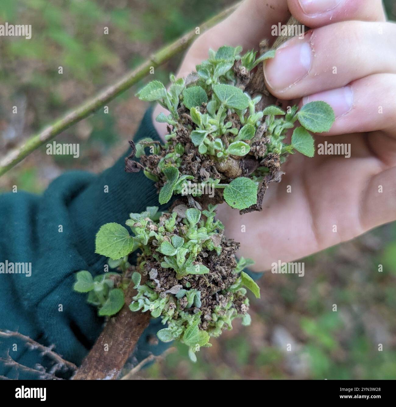 Caesar weed (Urena lobata Stock Photo - Alamy