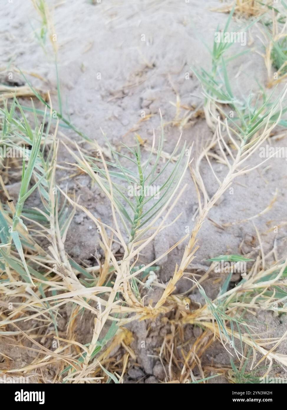 Saltgrass (Distichlis spicata Stock Photo - Alamy