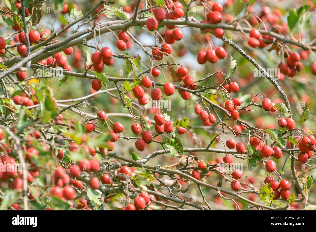 Red berries of Crataegus monogyna. common hawthorn, one-seed hawthorn ...