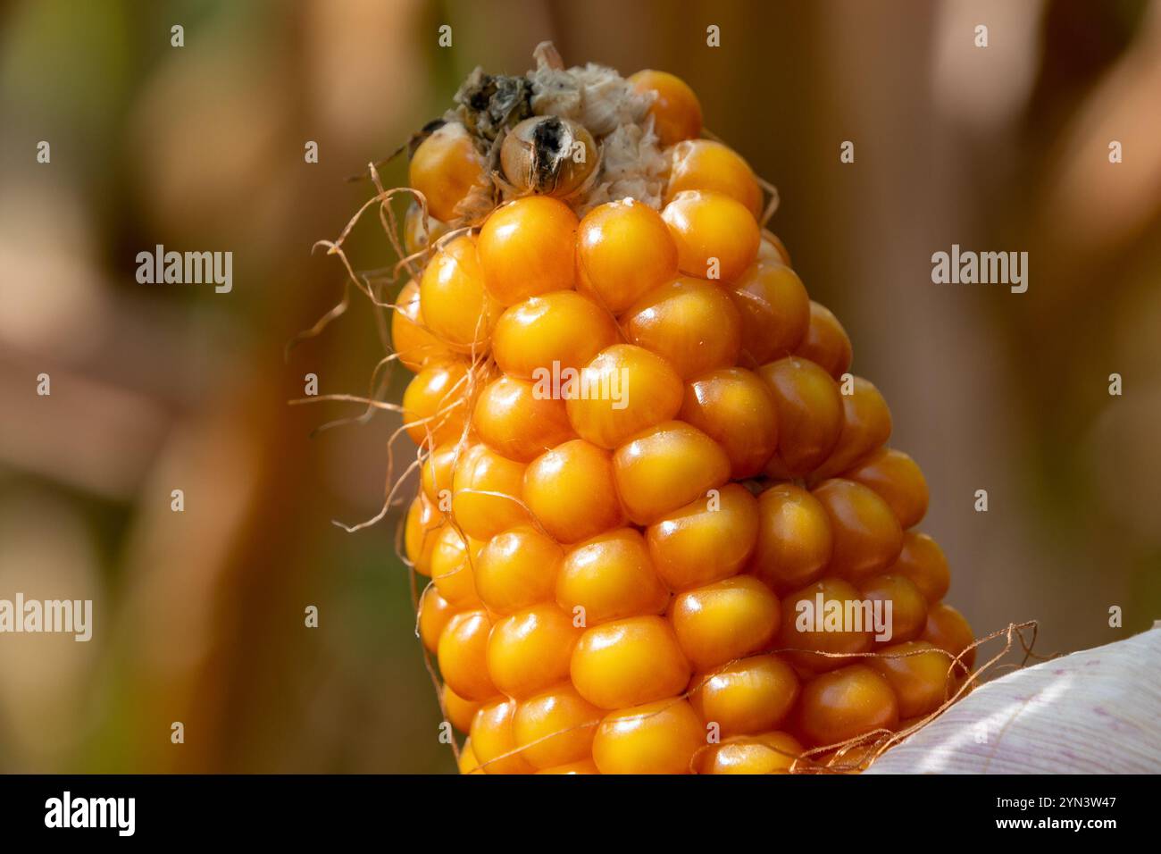 Field corn plants ripe ear hi-res stock photography and images - Alamy