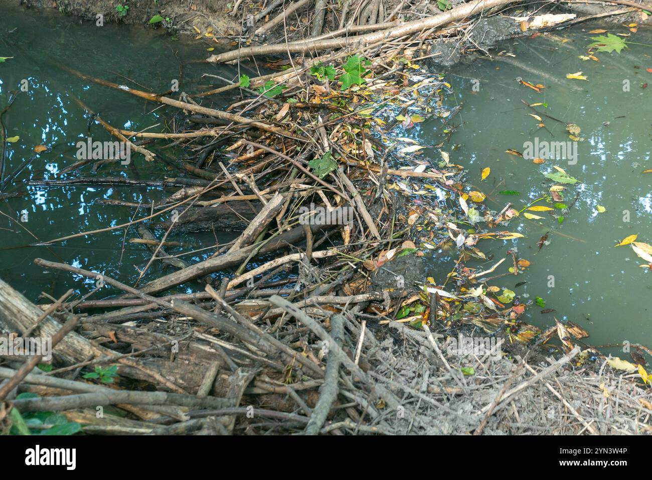 Beaver dam made of sticks and branches in a murky water stream Stock ...