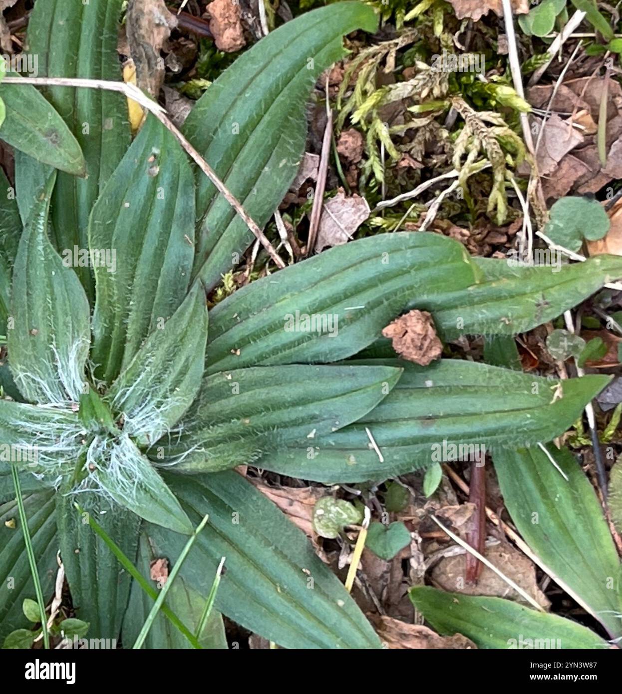 ribwort plantain (Plantago lanceolata Stock Photo - Alamy