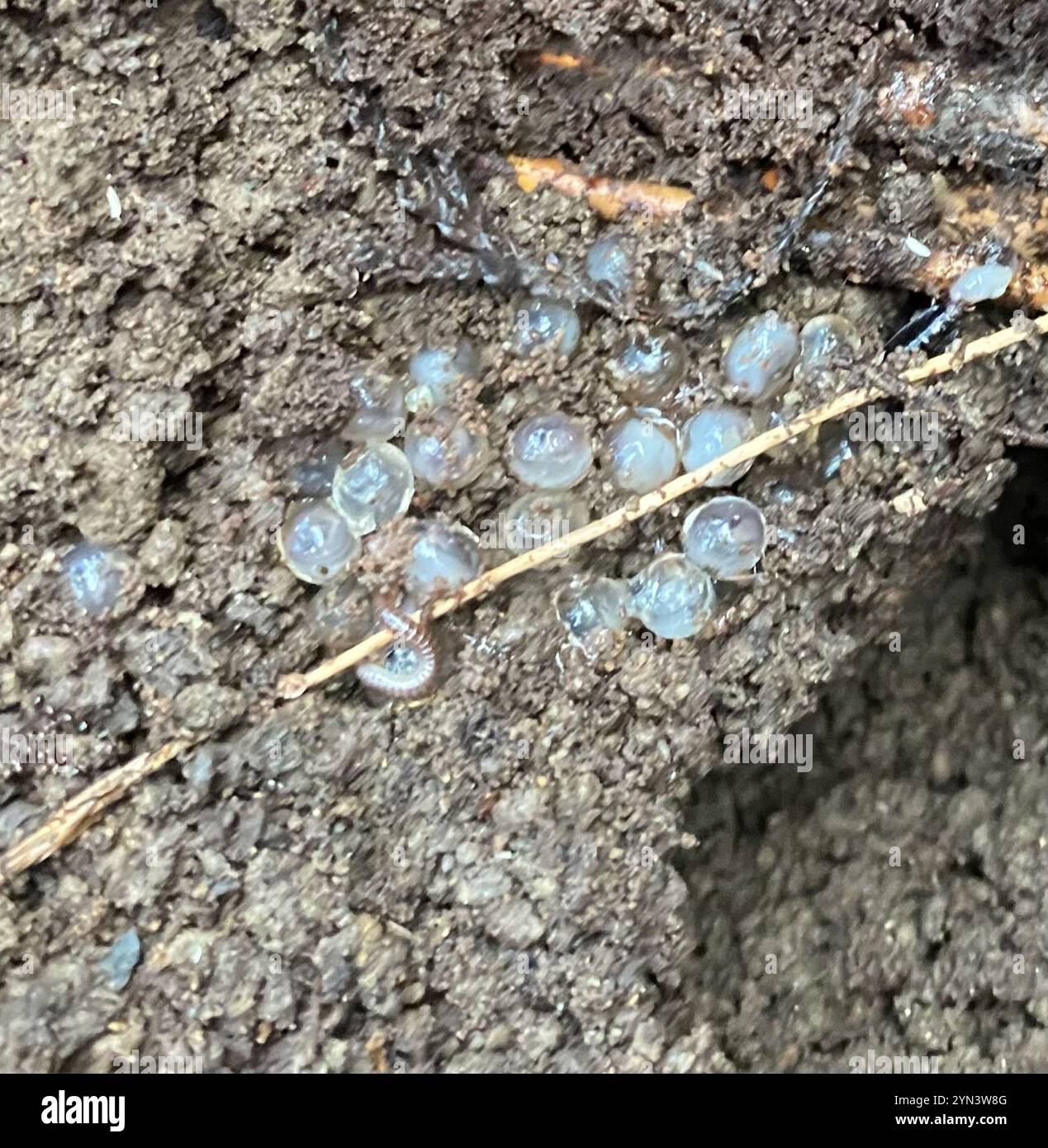 Common Land Snails and Slugs (Stylommatophora Stock Photo - Alamy