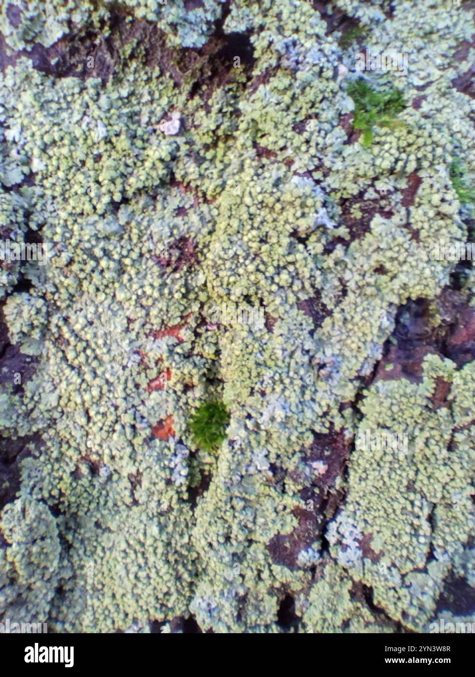 Powder-tipped Rosette Lichen (Physcia dubia Stock Photo - Alamy