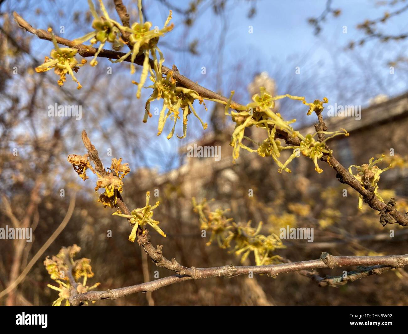american witch-hazel (Hamamelis virginiana Stock Photo - Alamy
