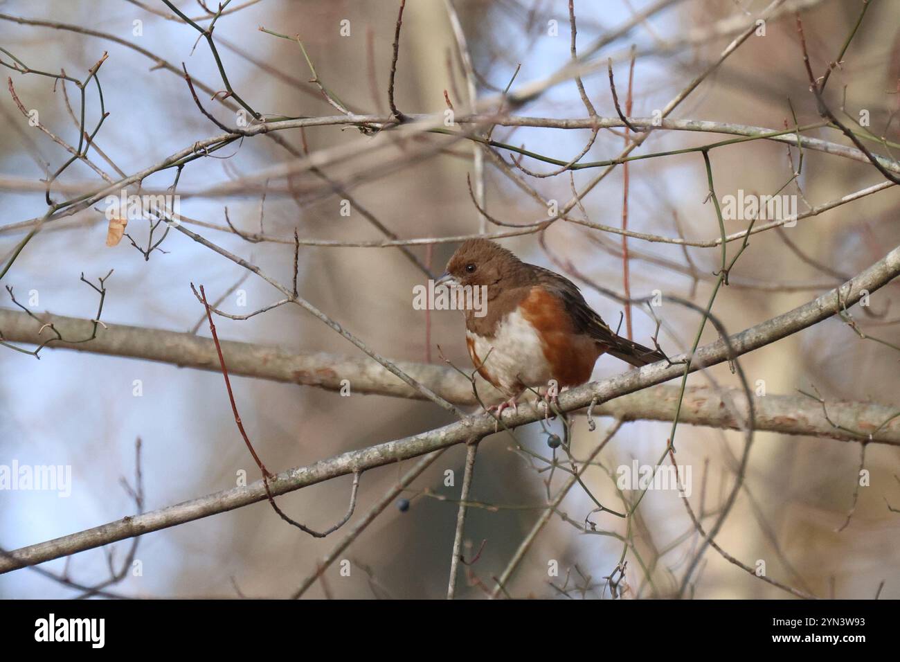 Eastern Towhee (Pipilo erythrophthalmus Stock Photo - Alamy