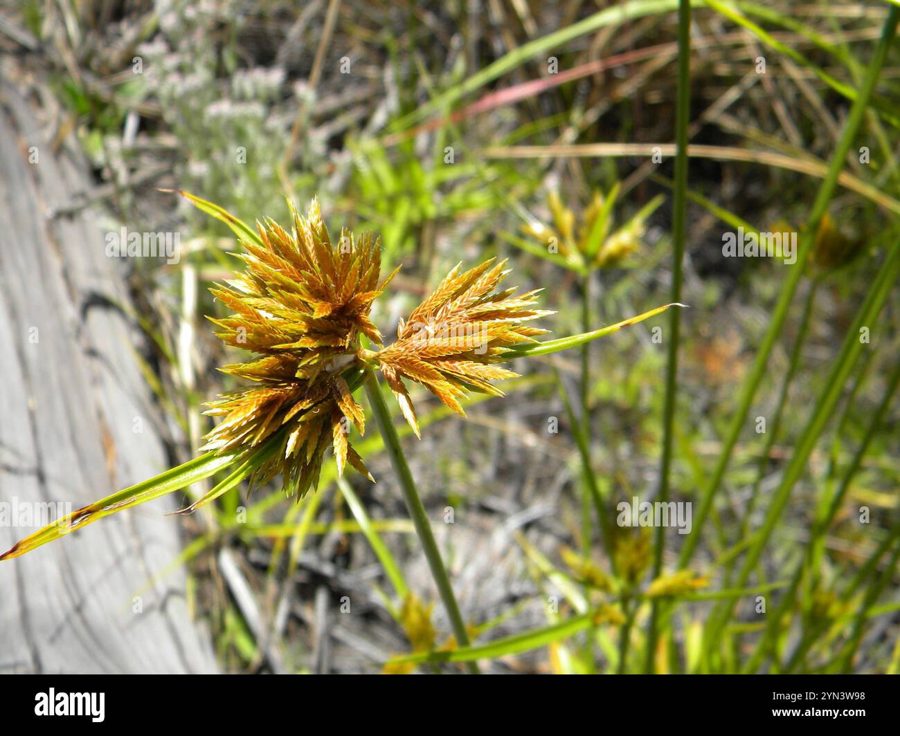 Manyspike Flatsedge (Cyperus polystachyos polystachyos Stock Photo - Alamy