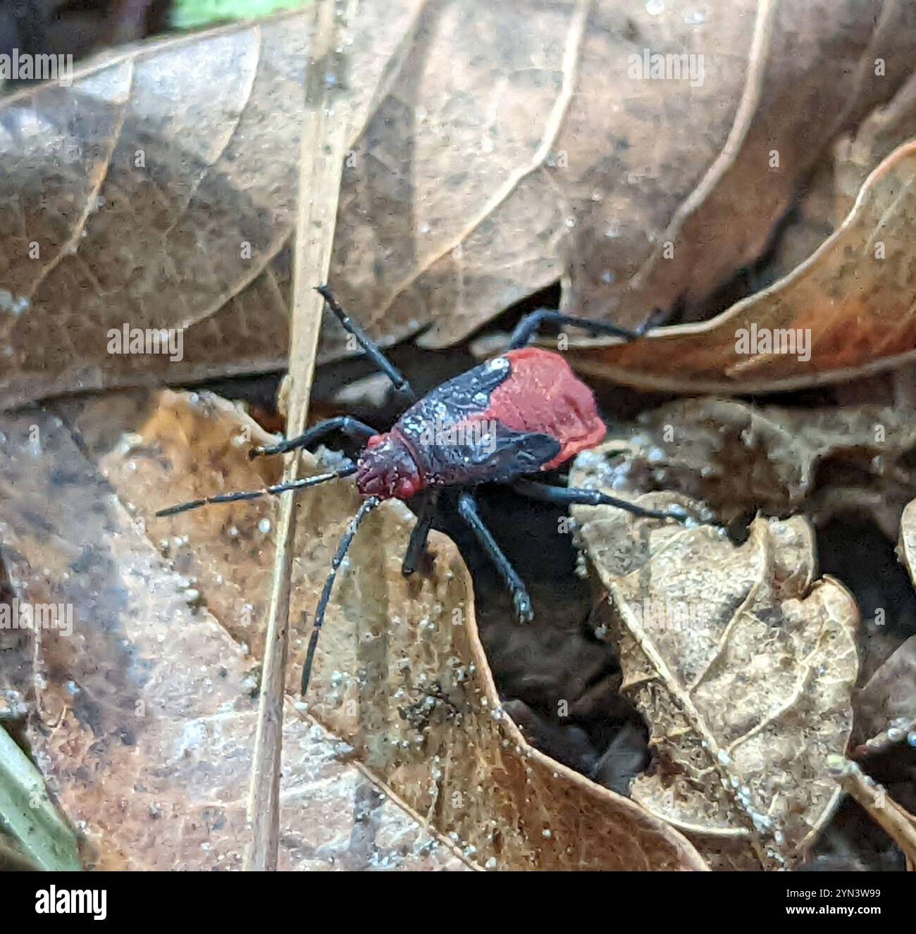 Red-shouldered Bug (Jadera haematoloma Stock Photo - Alamy