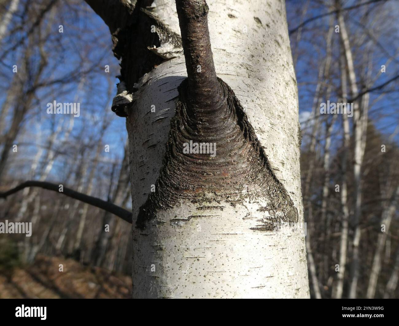 gray birch (Betula populifolia Stock Photo - Alamy