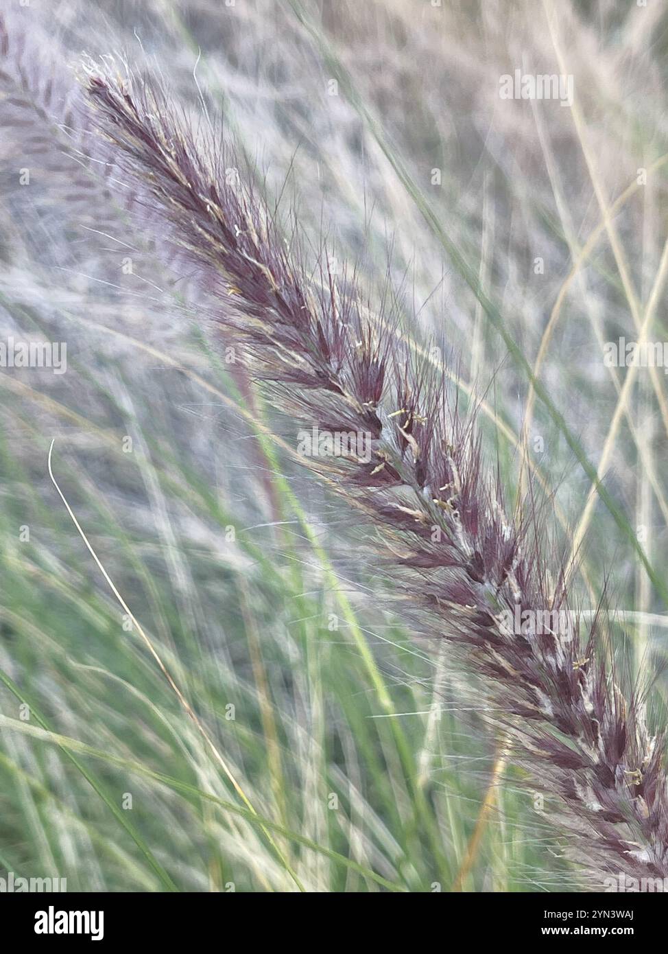 Fountain Grass (Cenchrus setaceus Stock Photo - Alamy