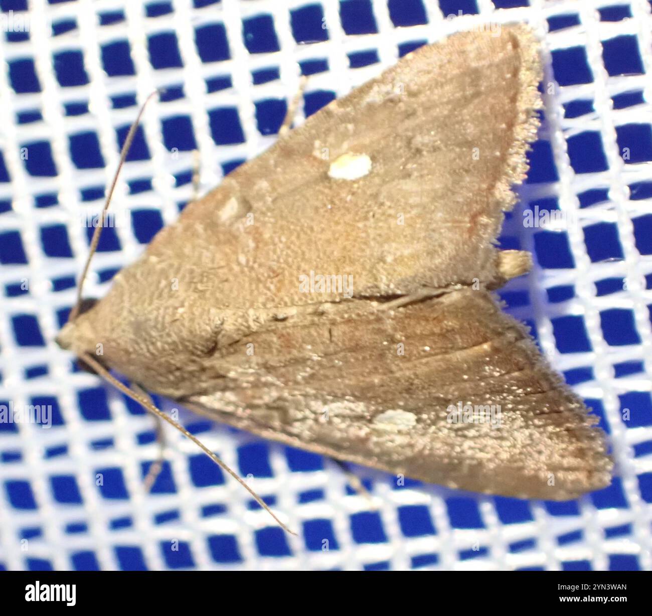 Oriental Eight-spot (Amyna axis Stock Photo - Alamy