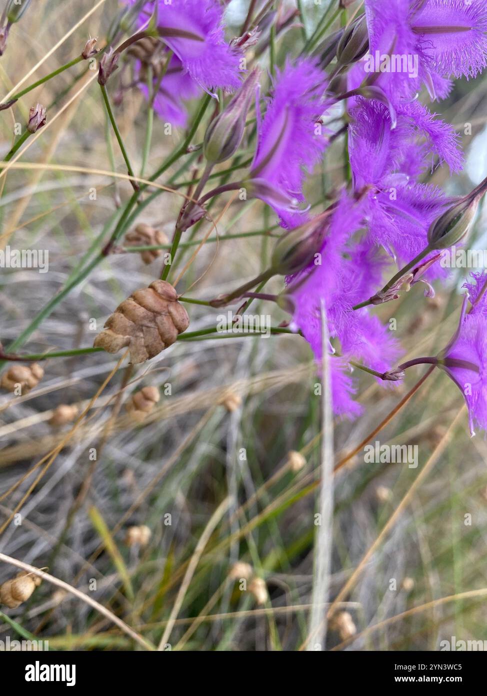 Common Fringe-lily (Thysanotus tuberosus Stock Photo - Alamy