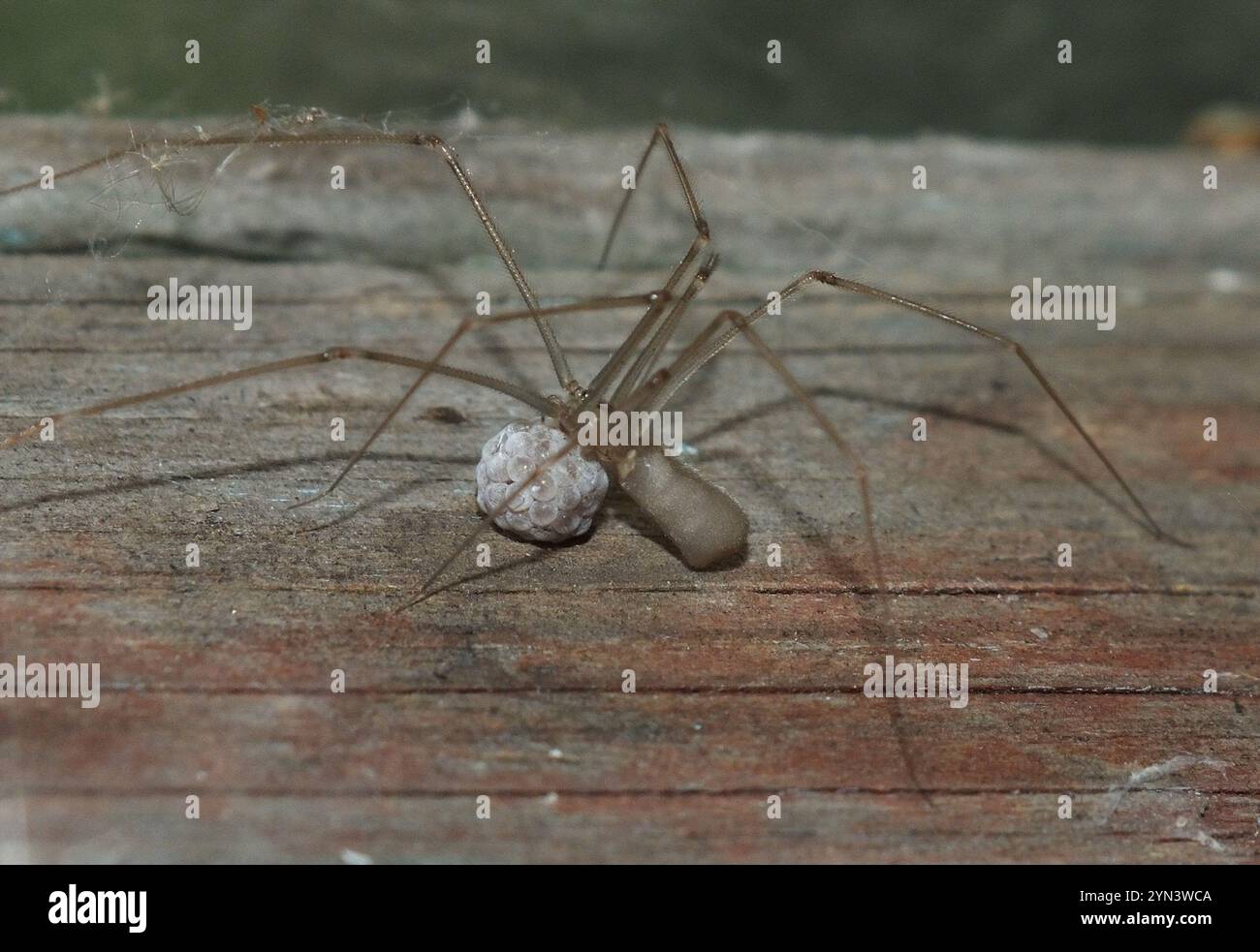 Common Cellar Spiders (Pholcus Stock Photo - Alamy
