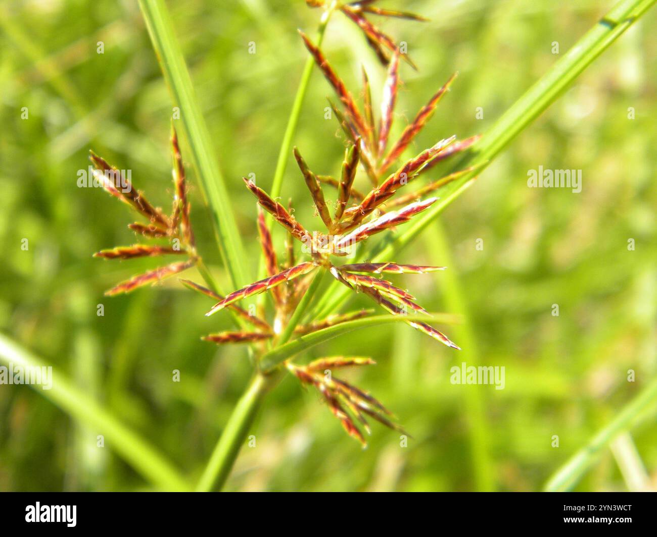 Sweet Cyperus (Cyperus longus tenuiflorus Stock Photo - Alamy
