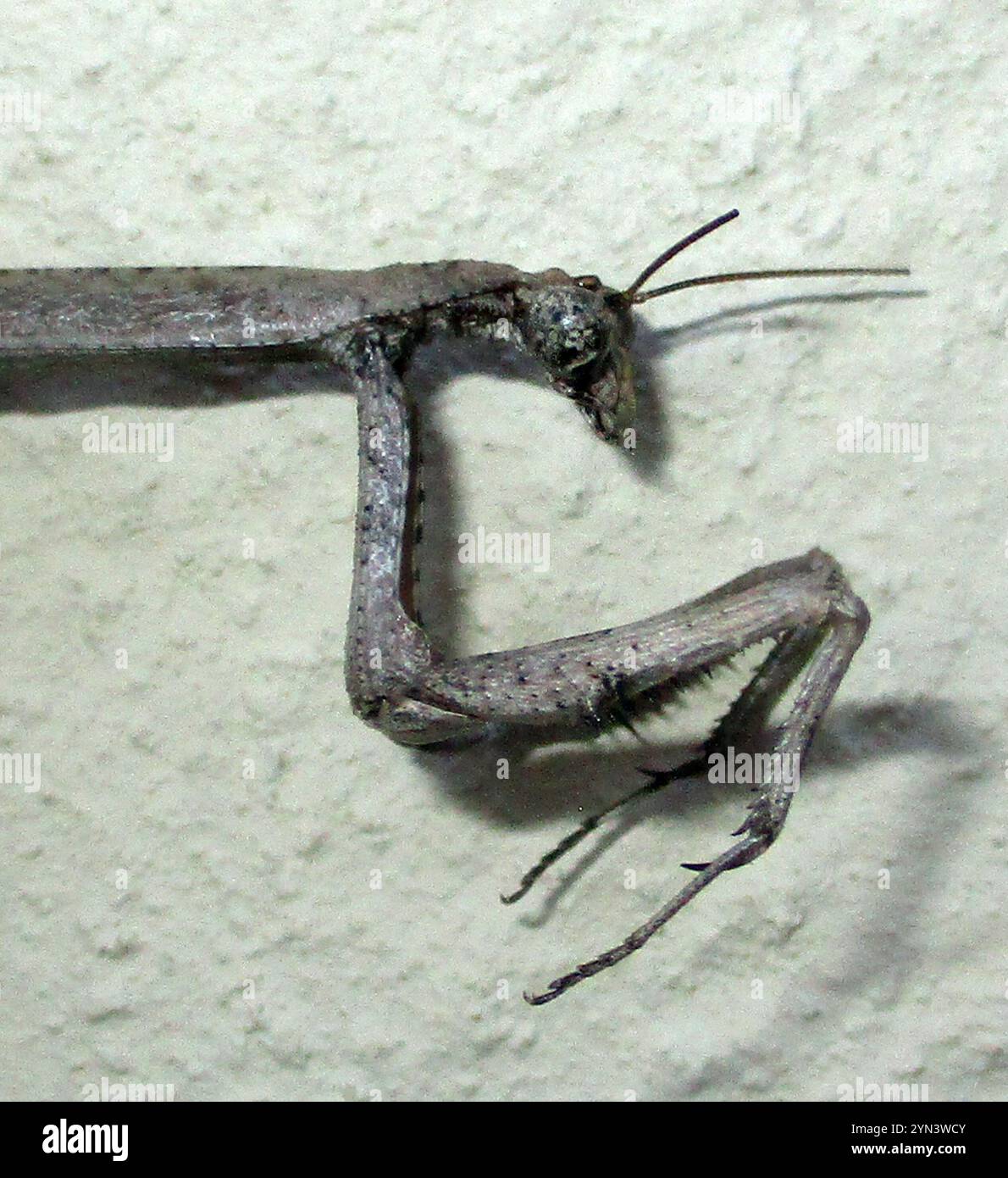 African stick mantis hi-res stock photography and images - Alamy