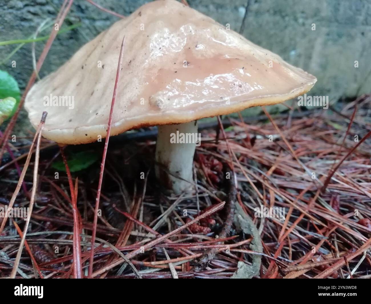 Slippery Jacks (Suillus Stock Photo - Alamy