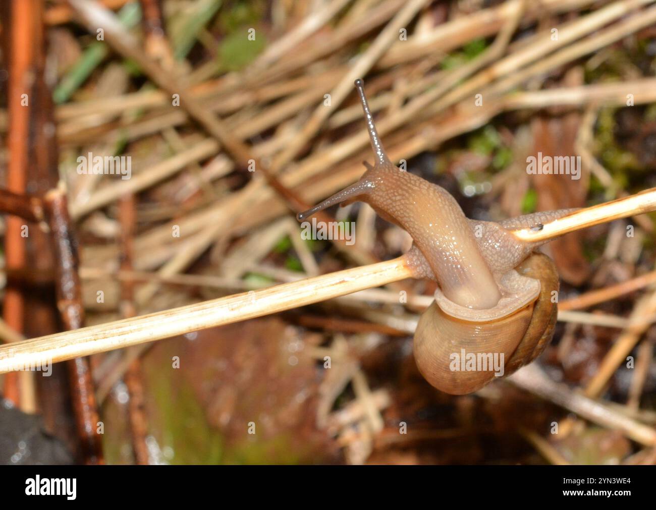 Common Land Snails and Slugs (Stylommatophora Stock Photo - Alamy