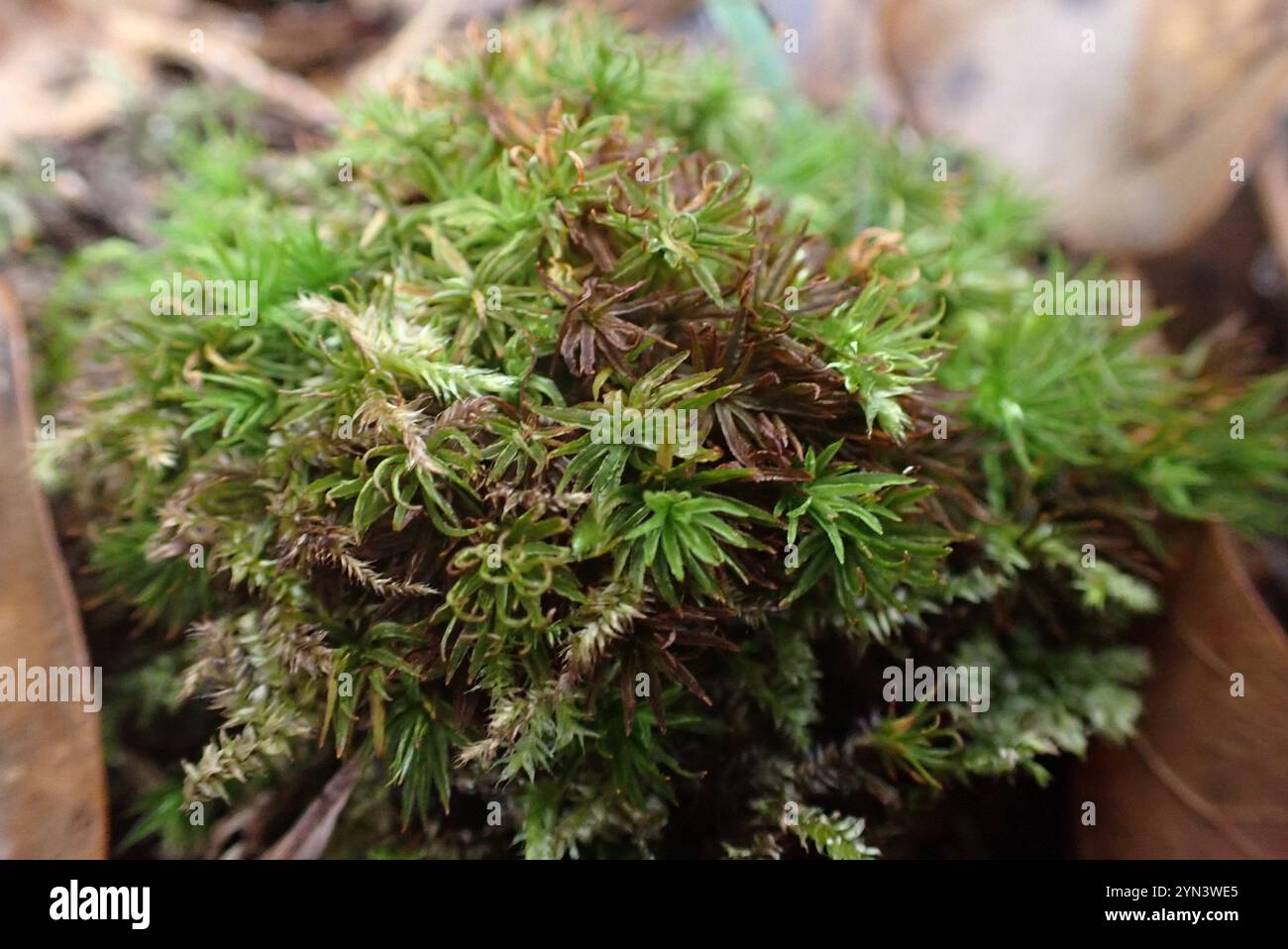 lesser smoothcap (Atrichum angustatum Stock Photo - Alamy