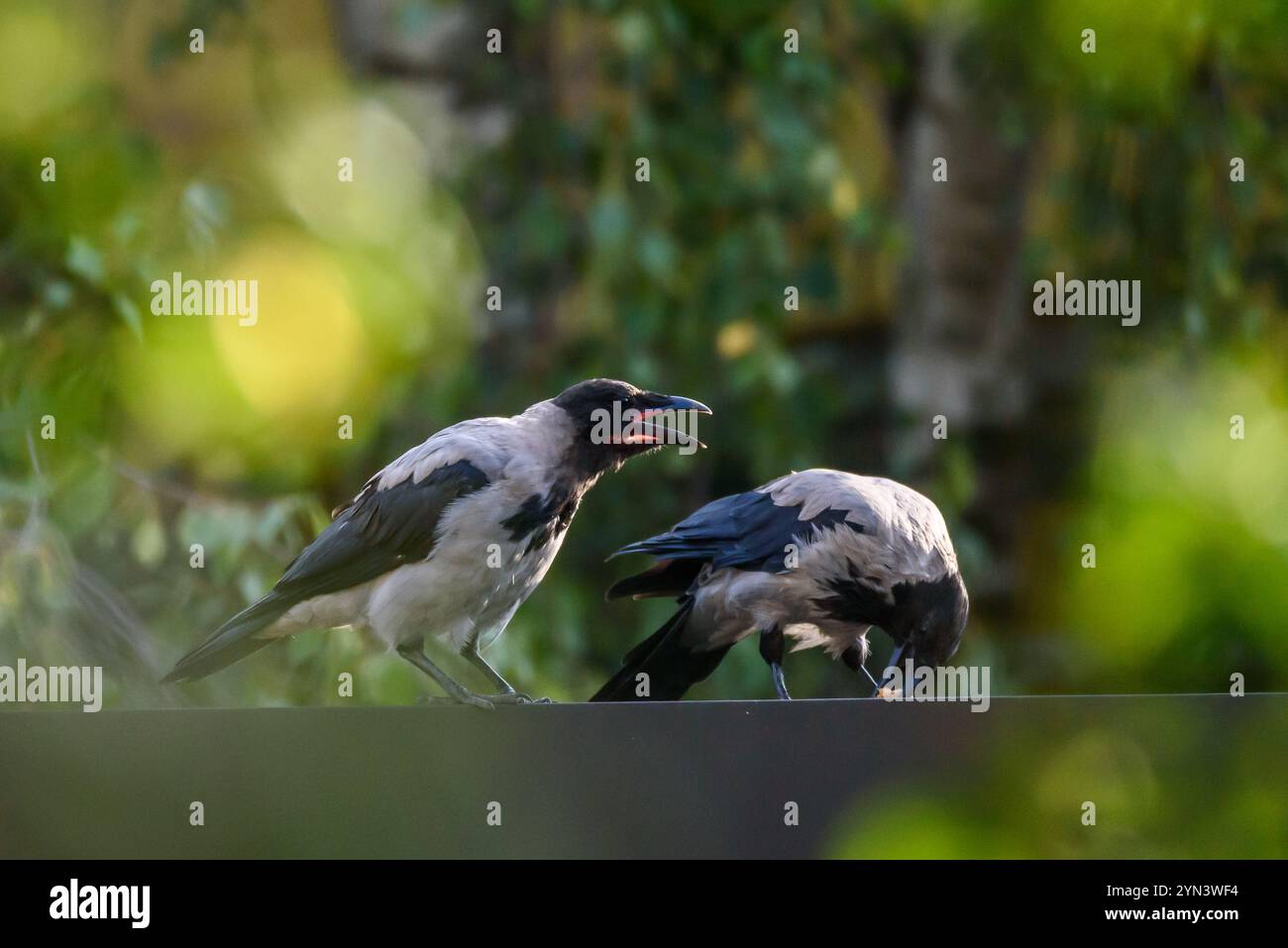 Selective focus photo. Hooded crow birds, corvus cornix on rooftop ...