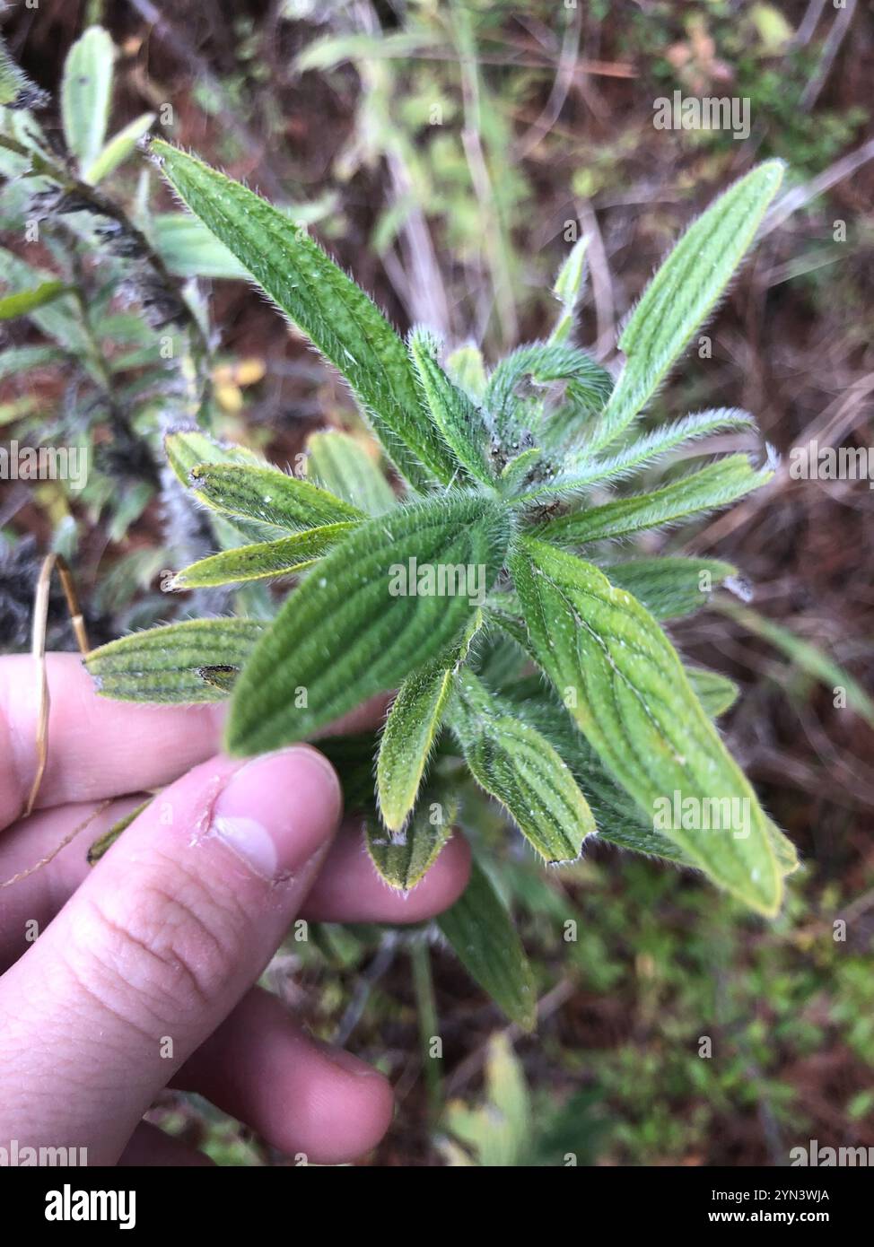 Marbleseed hi-res stock photography and images - Alamy