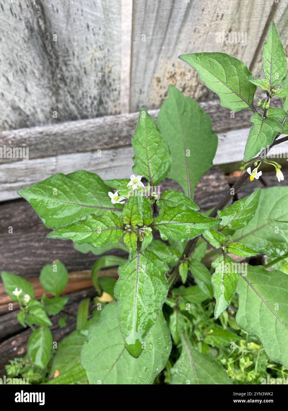 black nightshade (Solanum nigrum Stock Photo - Alamy