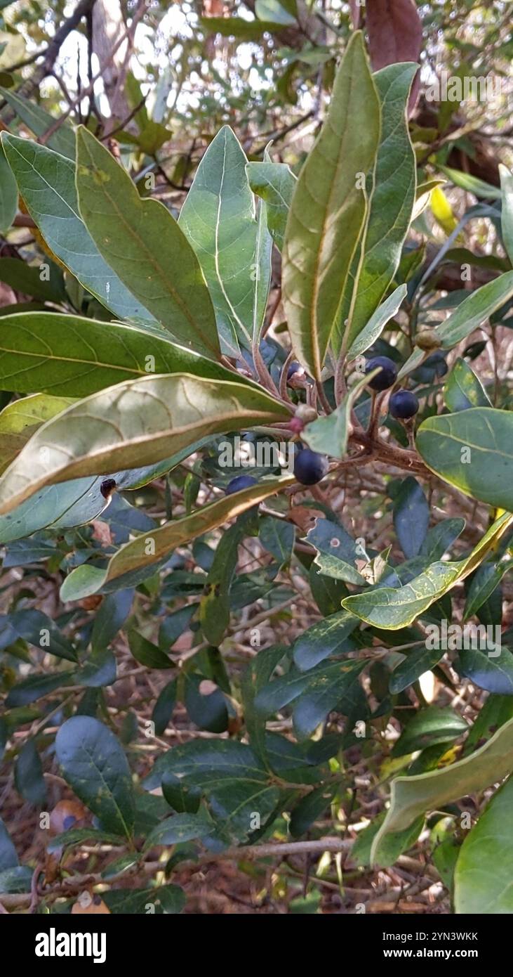 Swamp Bay (Persea palustris Stock Photo - Alamy