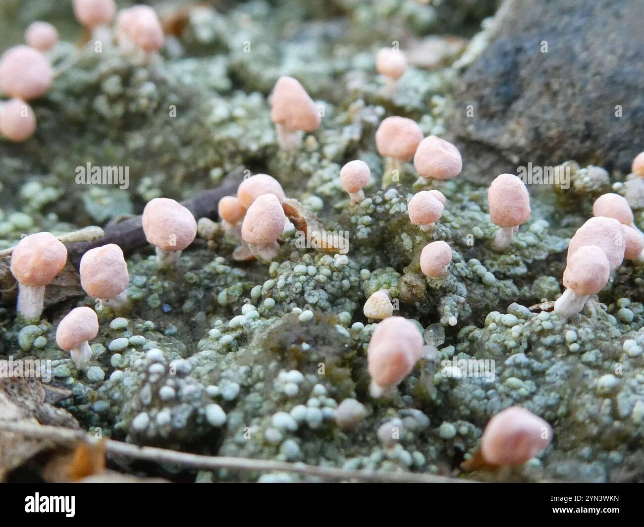 Pink Earth Lichen (Dibaeis baeomyces Stock Photo - Alamy