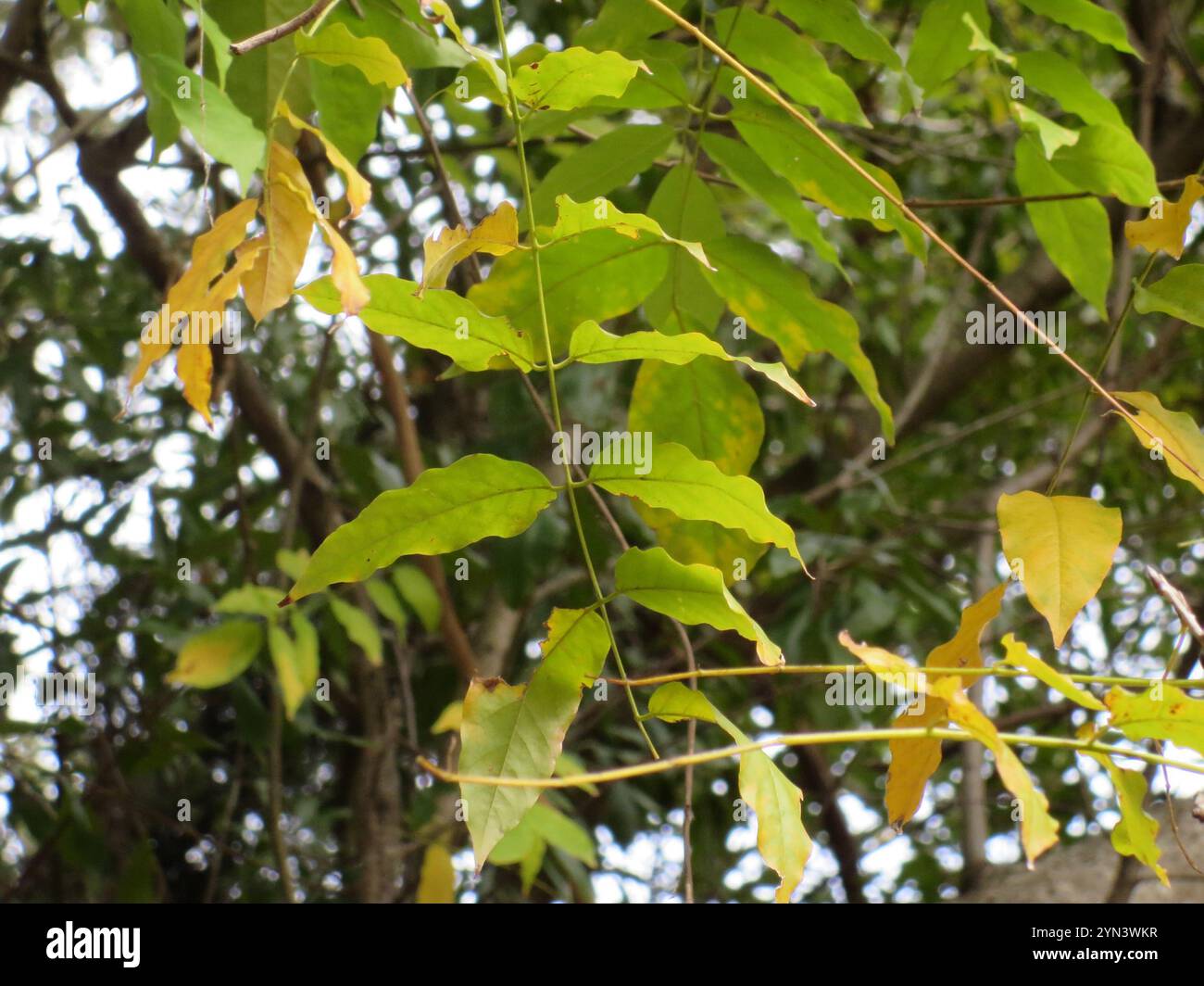 bignonia family (Bignoniaceae Stock Photo - Alamy