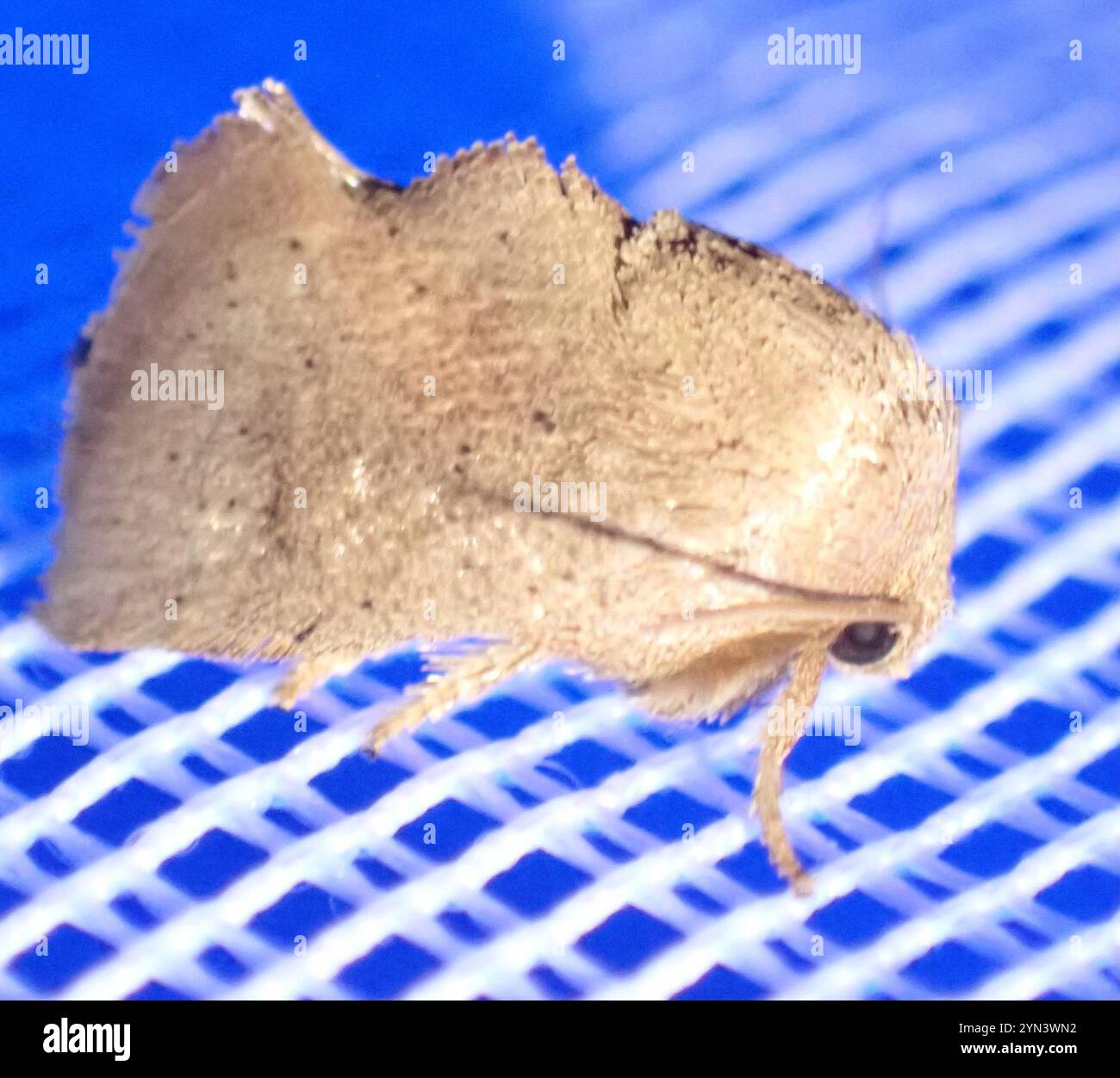 Owlet Moths and Allies (Noctuoidea Stock Photo - Alamy