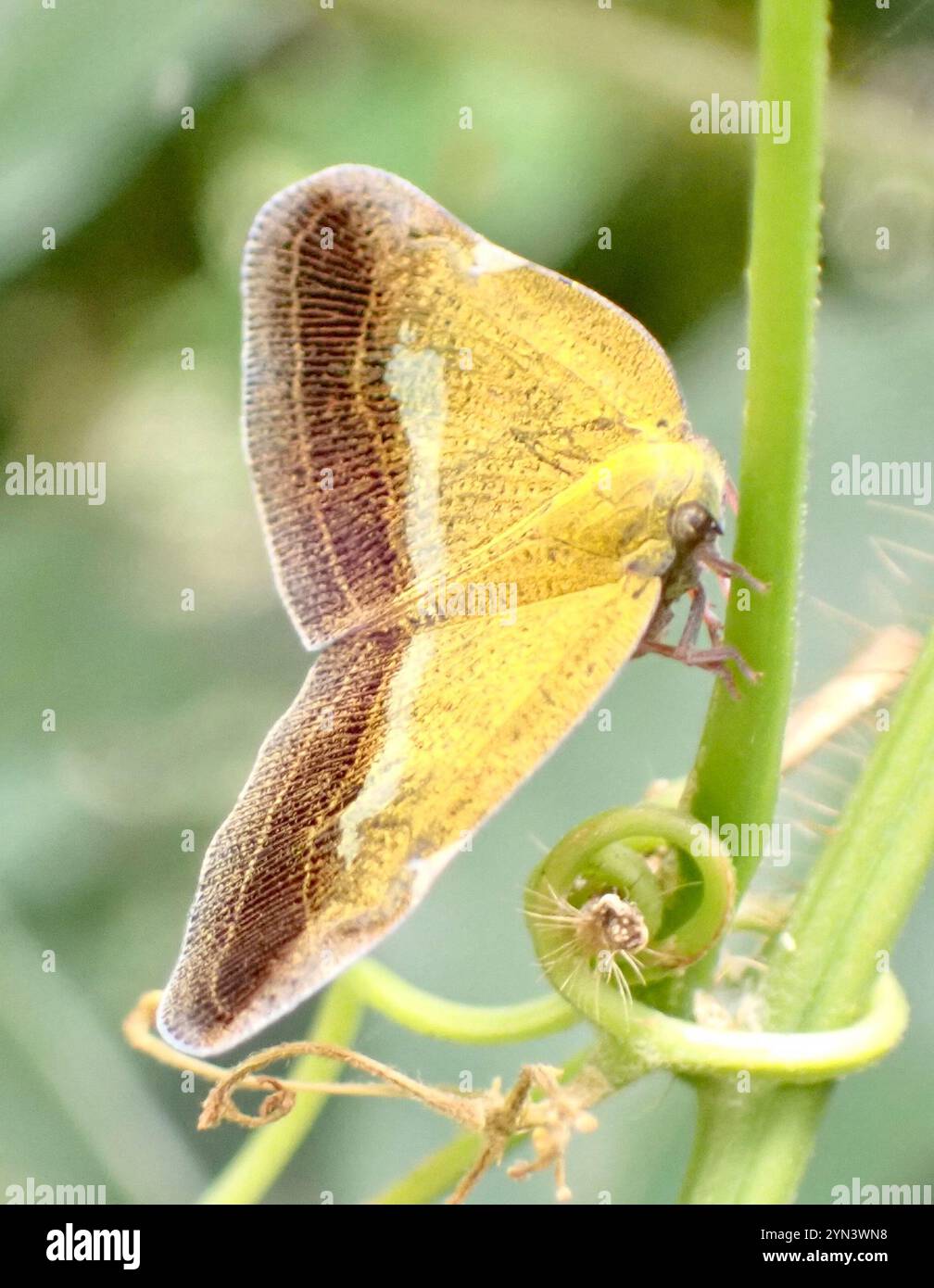 Pochazia fasciata hi-res stock photography and images - Alamy