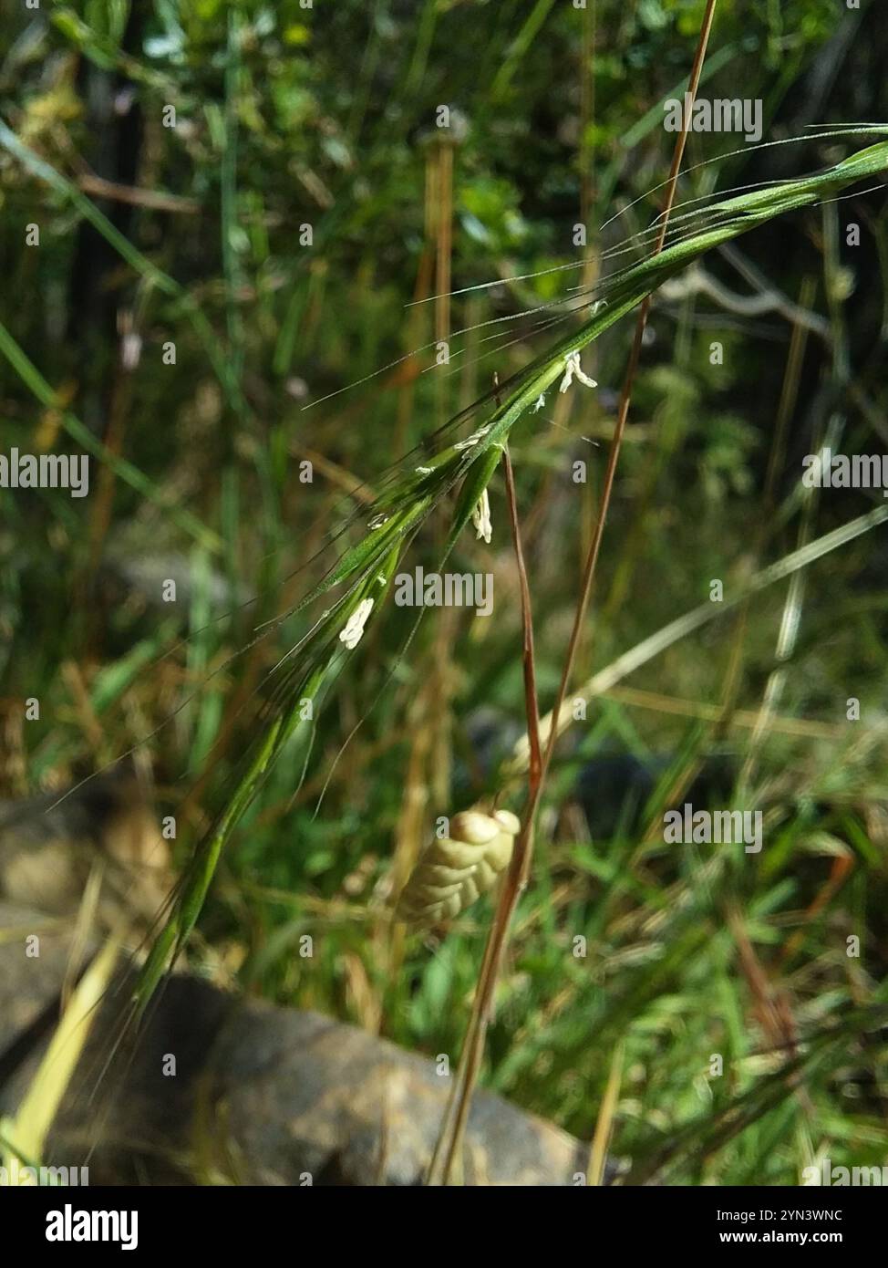 Weeping-grass (Microlaena stipoides Stock Photo - Alamy