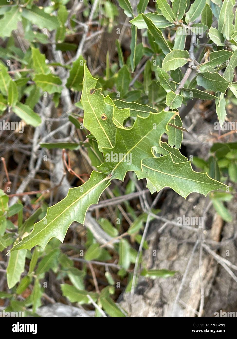 Emory oak (Quercus emoryi Stock Photo - Alamy