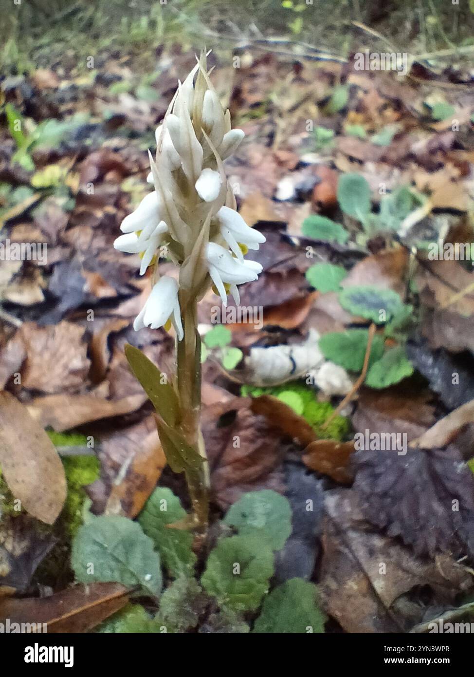 centipede grass orchid (Zeuxine strateumatica Stock Photo - Alamy