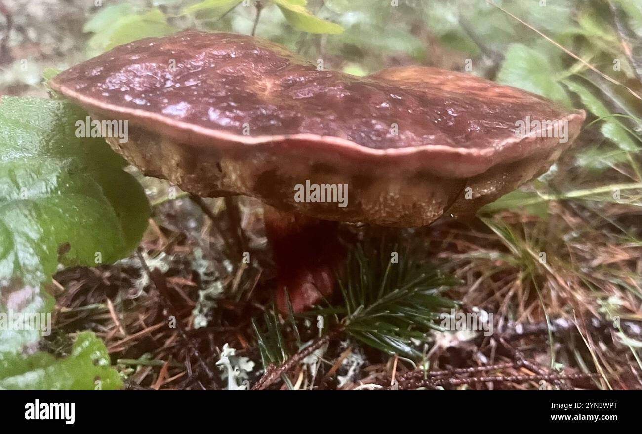 Liver Bolete (Suillellus amygdalinus Stock Photo - Alamy