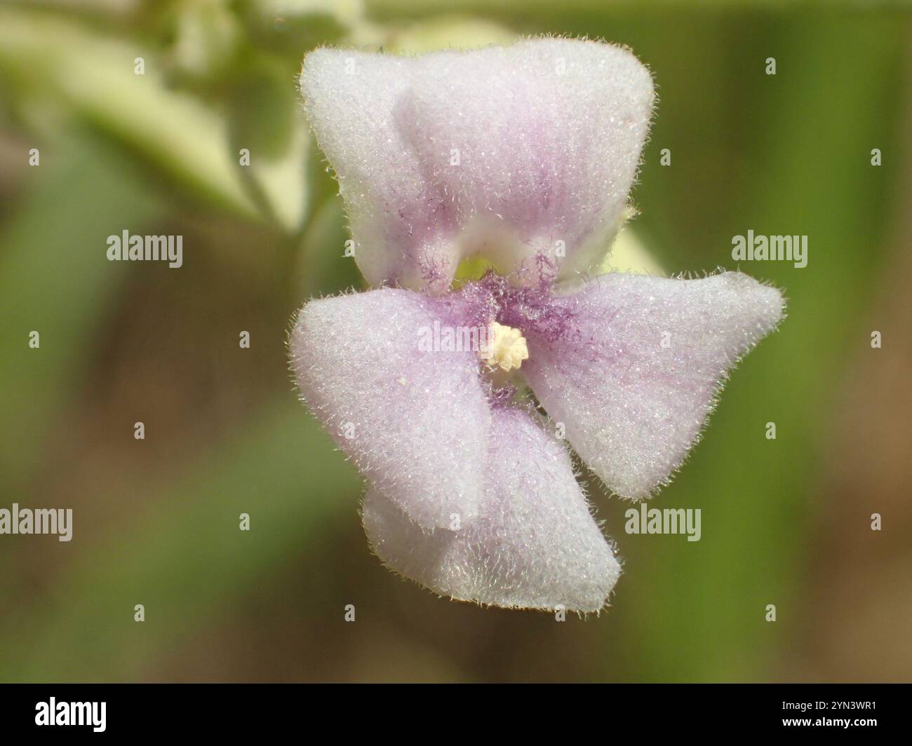 Narrow-leaved Screwtree (Helicteres angustifolia Stock Photo - Alamy