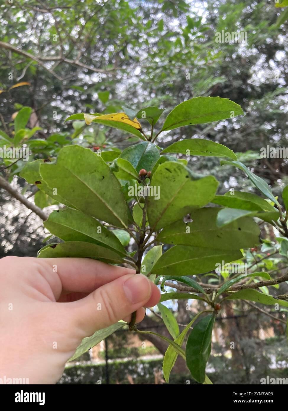 dahoon holly (Ilex cassine Stock Photo - Alamy