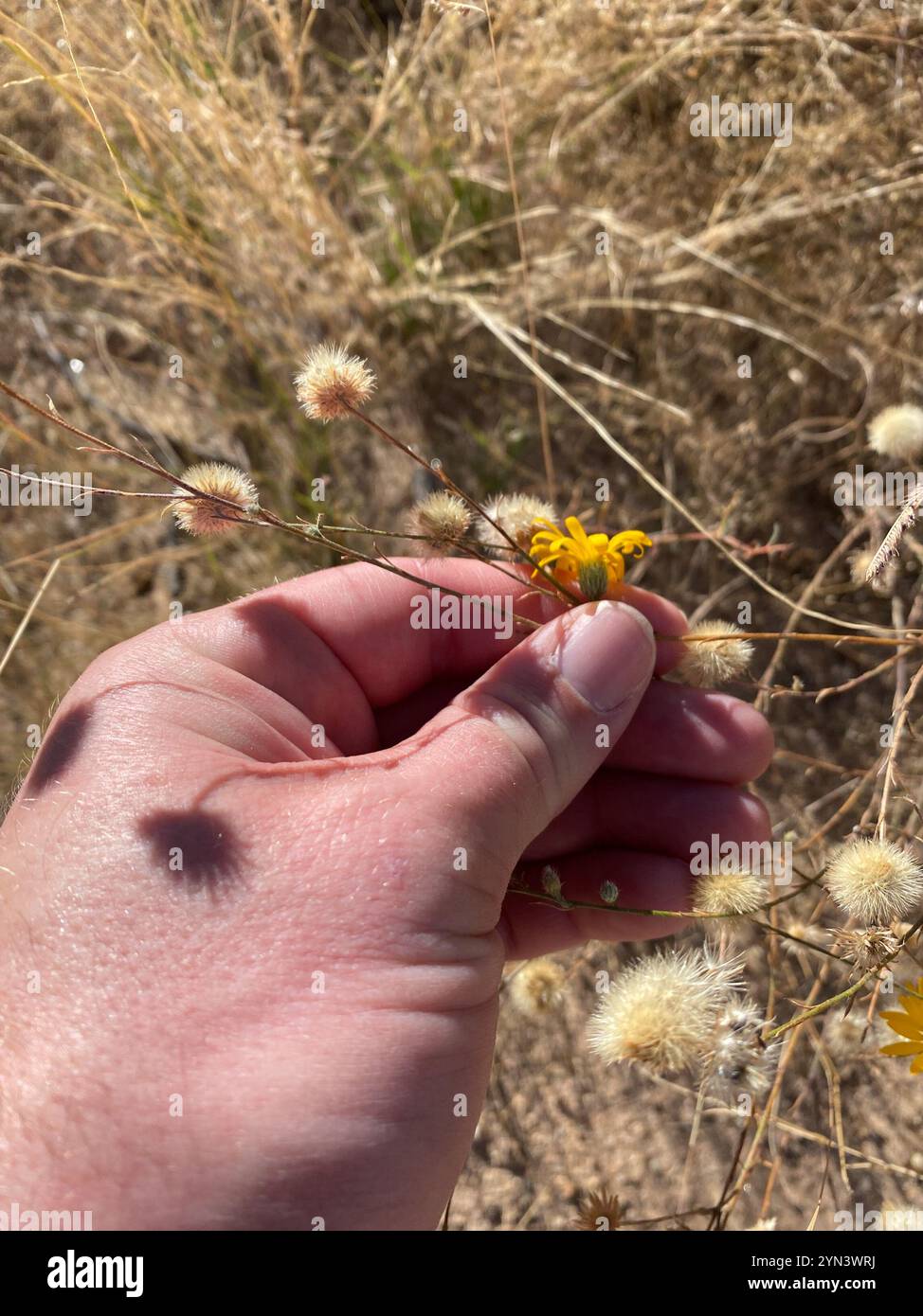 Xanthisma hi-res stock photography and images - Alamy