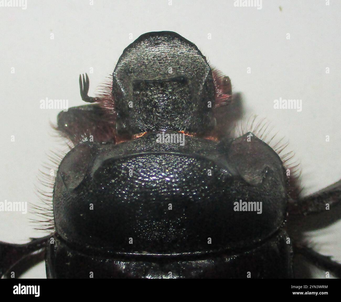 Giant Dung Beetles (Heliocopris Stock Photo - Alamy