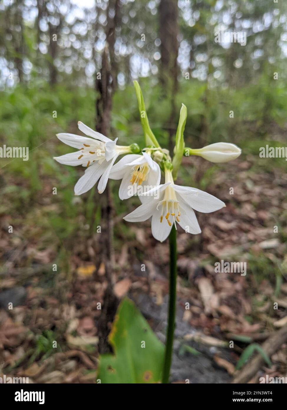 Brisbane Lily (Proiphys cunninghamii Stock Photo - Alamy