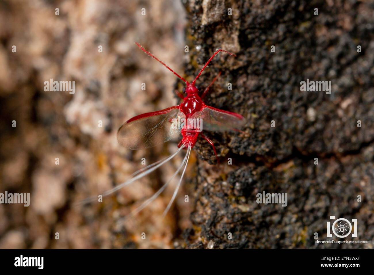 Giant pecan hi-res stock photography and images - Alamy