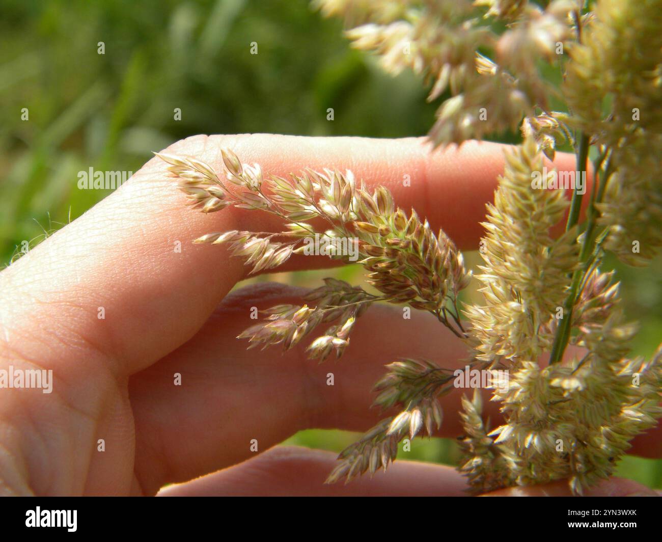Yorkshire fog (Holcus lanatus Stock Photo - Alamy