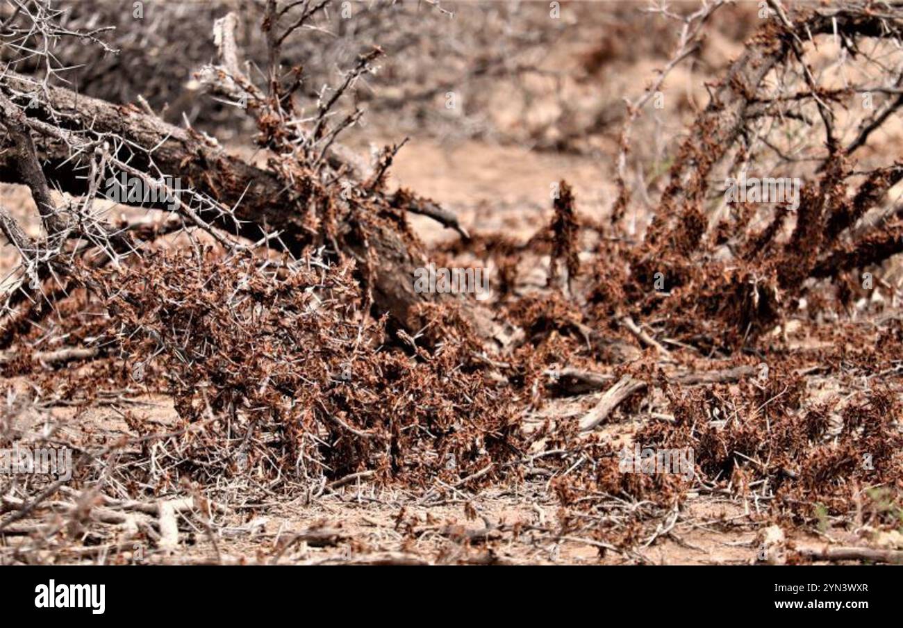 Locustana pardalina hi-res stock photography and images - Alamy