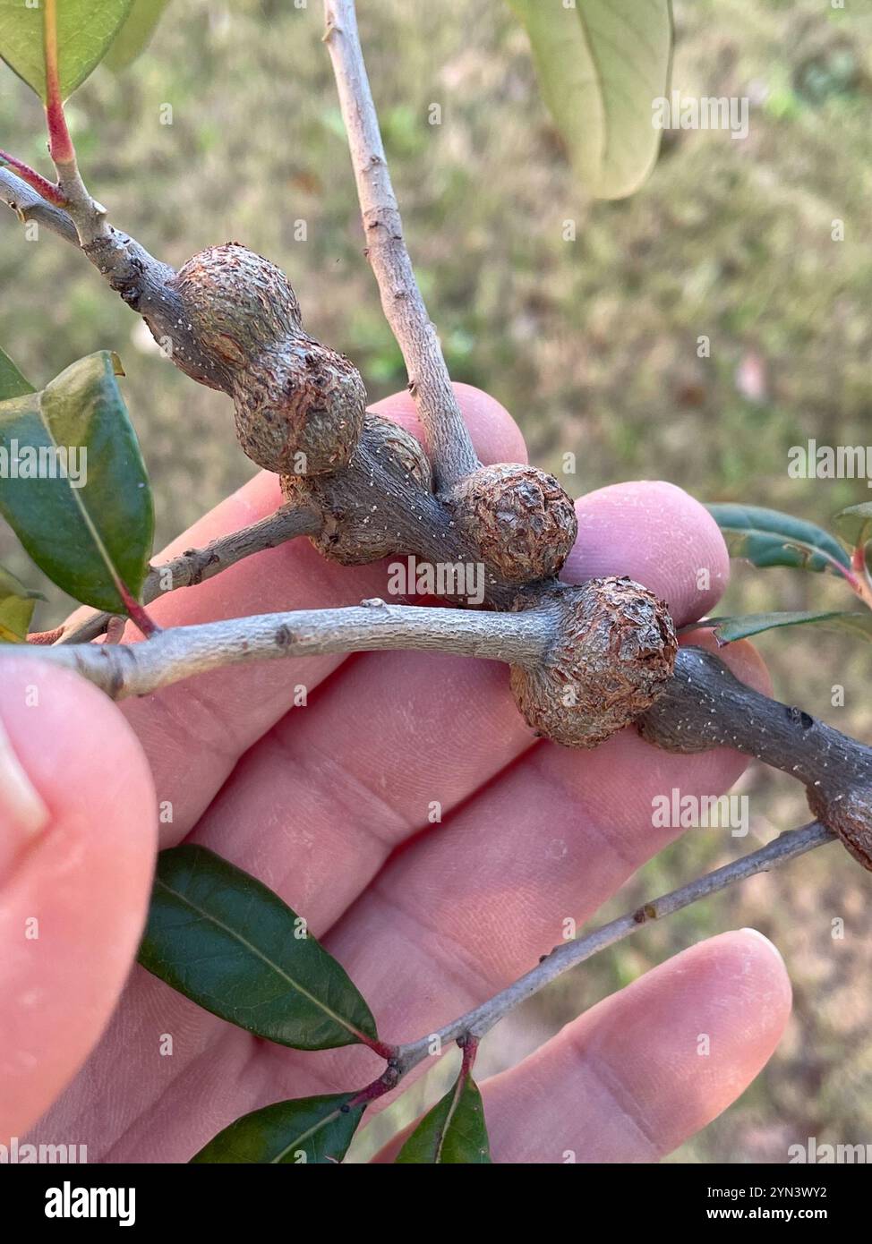 Southern Live Oak Stem Gall Wasp (Callirhytis quercusbatatoides Stock ...