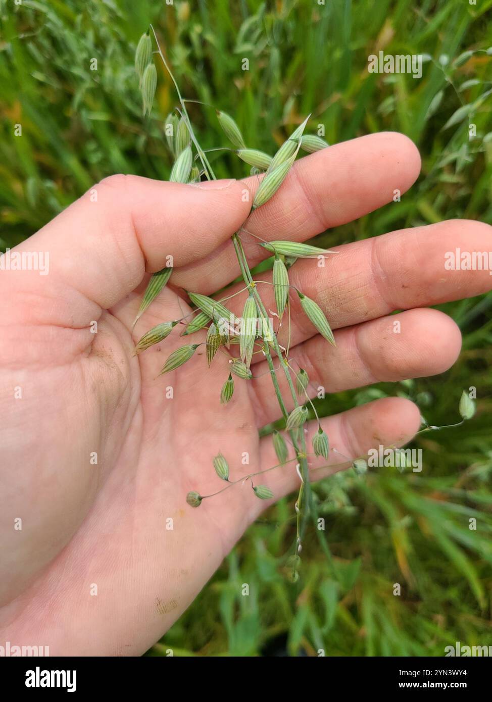 Common Oat (Avena sativa Stock Photo - Alamy
