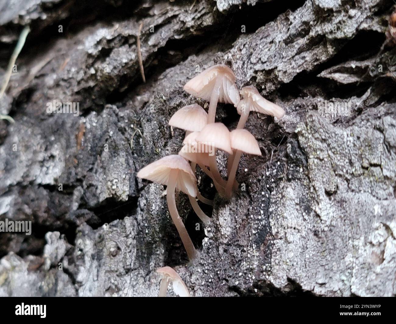 purple-edge bonnet (Mycena purpureofusca Stock Photo - Alamy