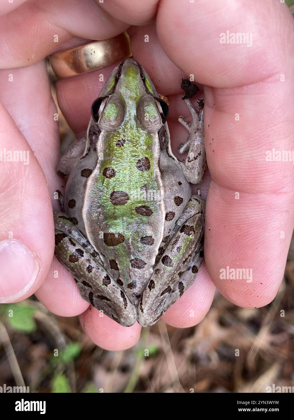 Southern Leopard Frog (Lithobates sphenocephalus Stock Photo - Alamy