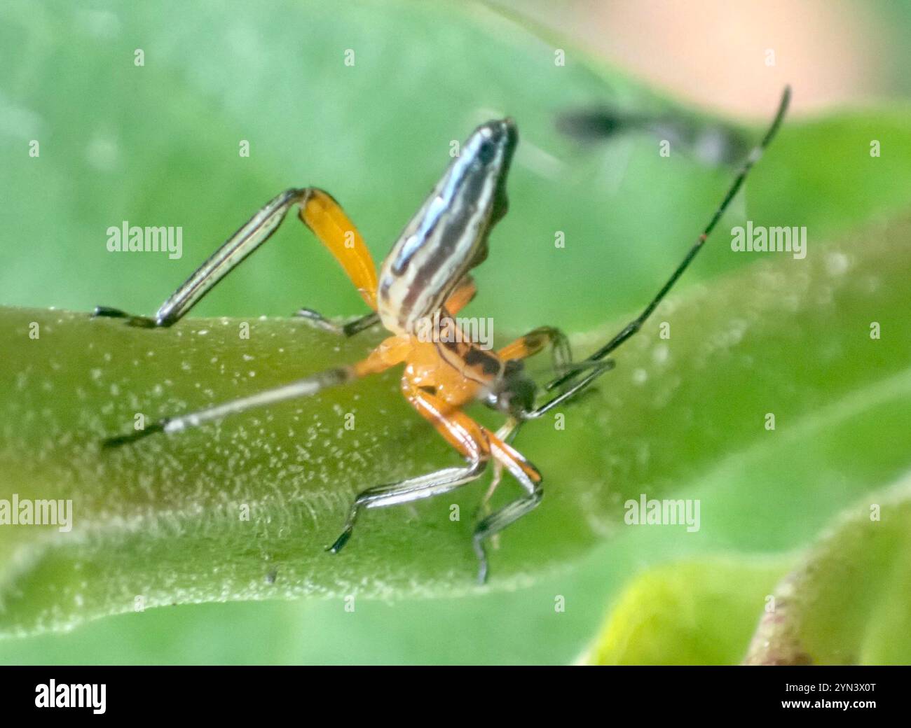 Leaf-footed Bugs (Coreidae Stock Photo - Alamy